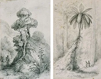 Great Black Fern, Lower Hutt Valley & Akiaki Tree of the New Zealanders ...