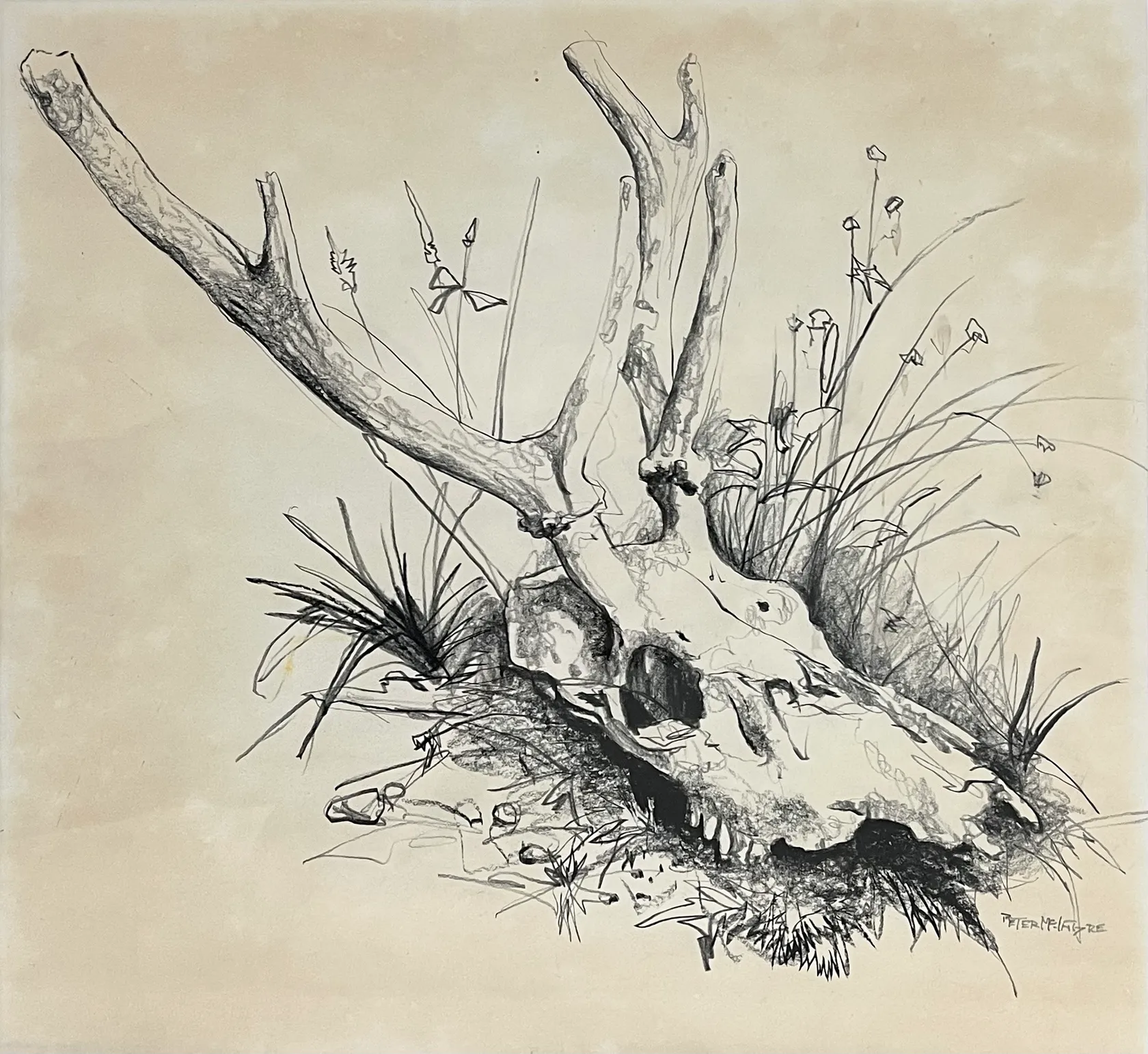 PETER MCINTYRE - Deer Skull | International Art Centre