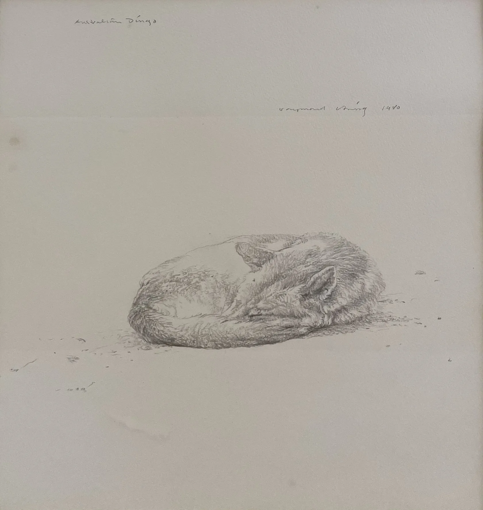 RAYMOND CHING - Australian Dingo | International Art Centre