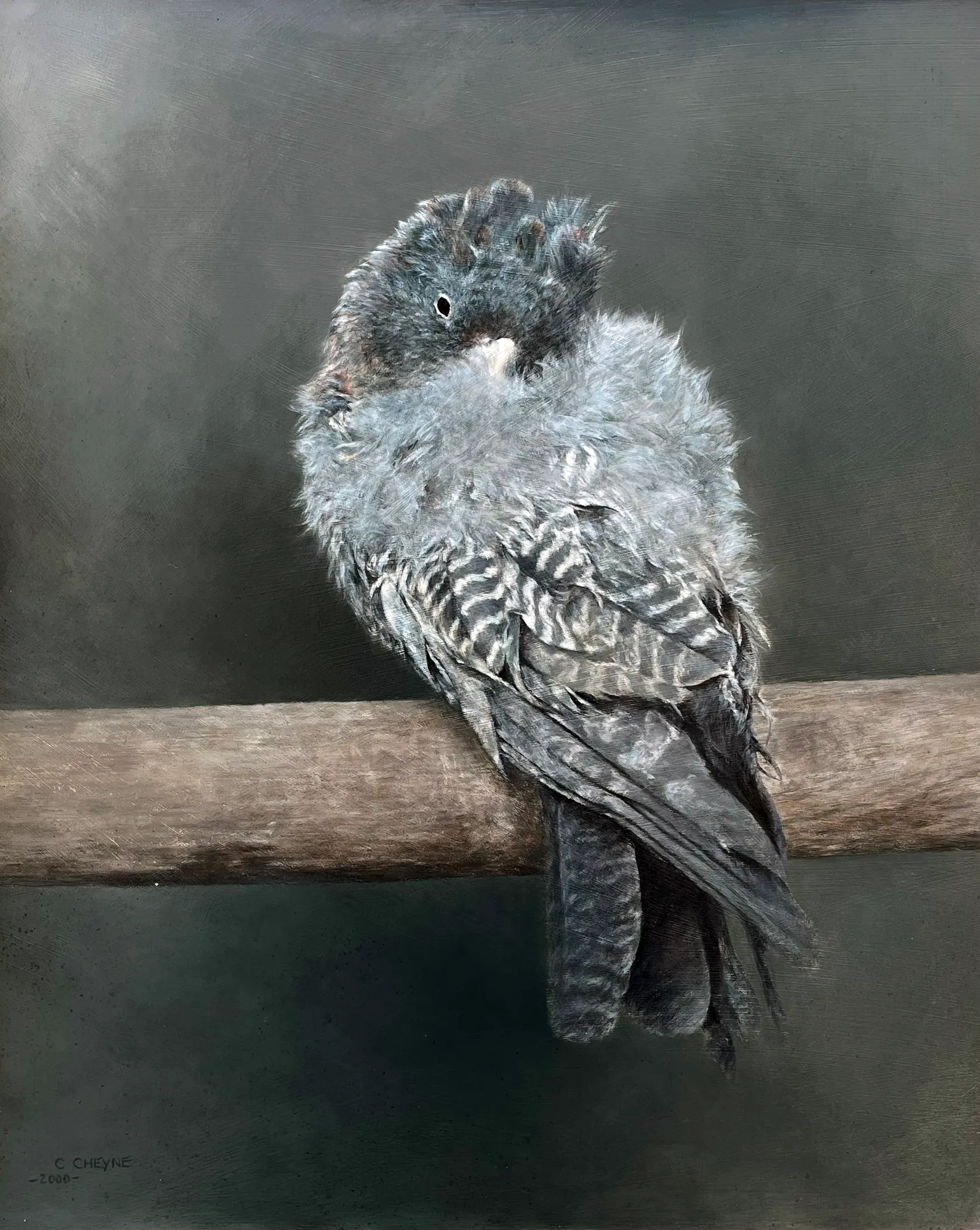 COLLETTE CHEYNE - Winter Blues Gang Gang Cockatoo | International Art ...