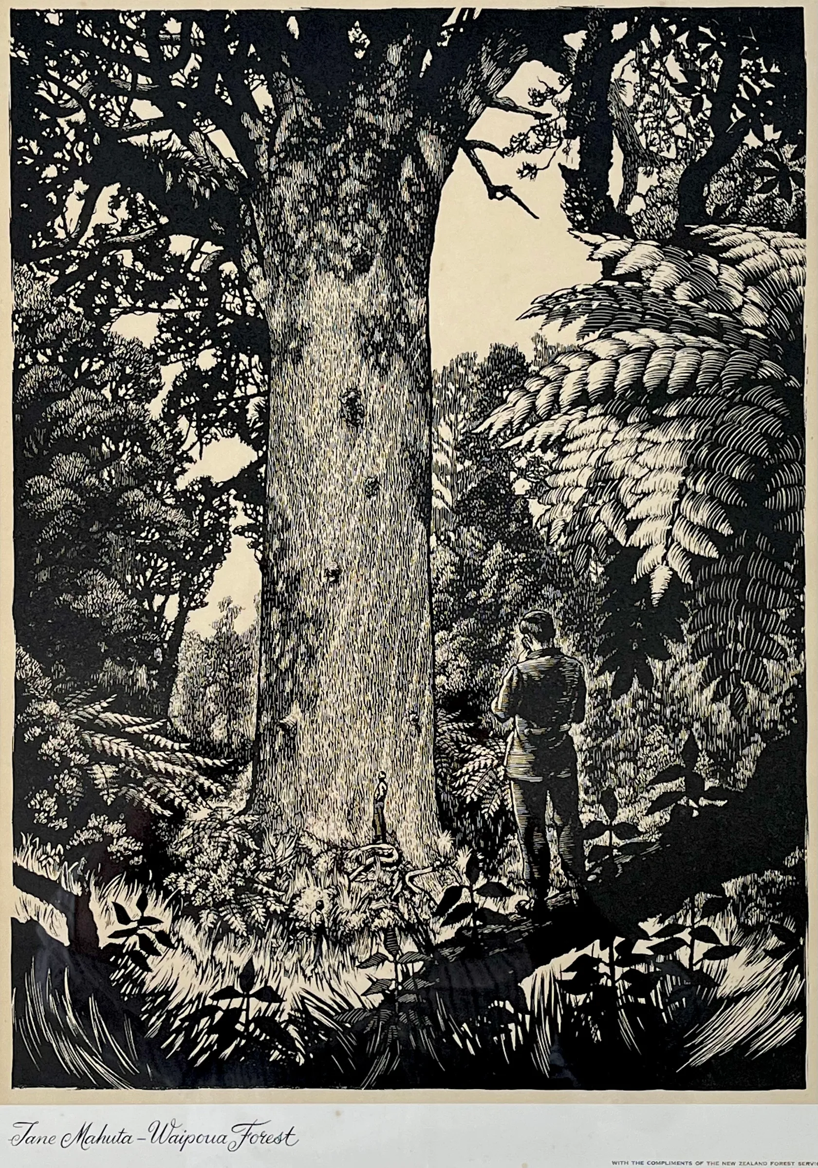 DOUGLAS J WATKINS - Tane Mahuta - Waipoua Forest, no.5 | International ...